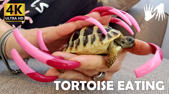 🐢 TORTOISE asmr eating with my Long Nails - Lora Long Nails